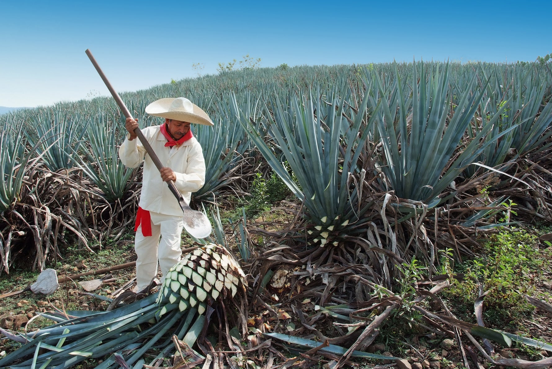 CoaTequila
